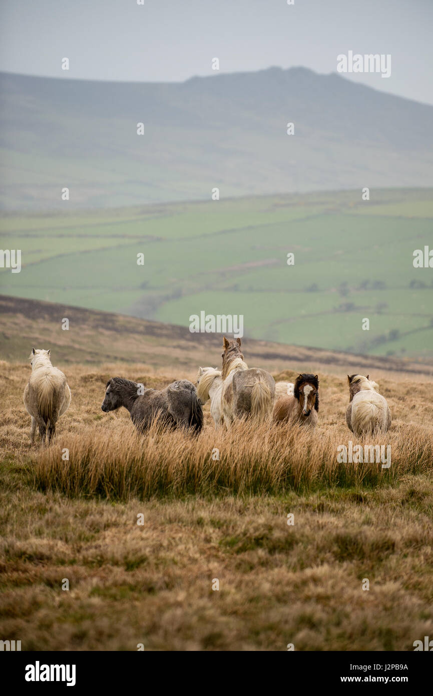 Preseli mountains hi-res stock photography and images - Alamy