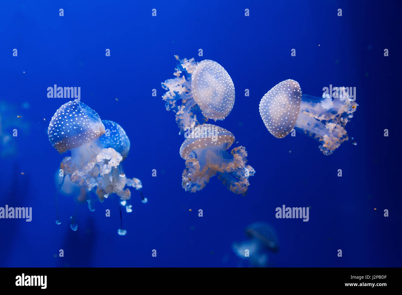 White Spotted Jellyfish Map