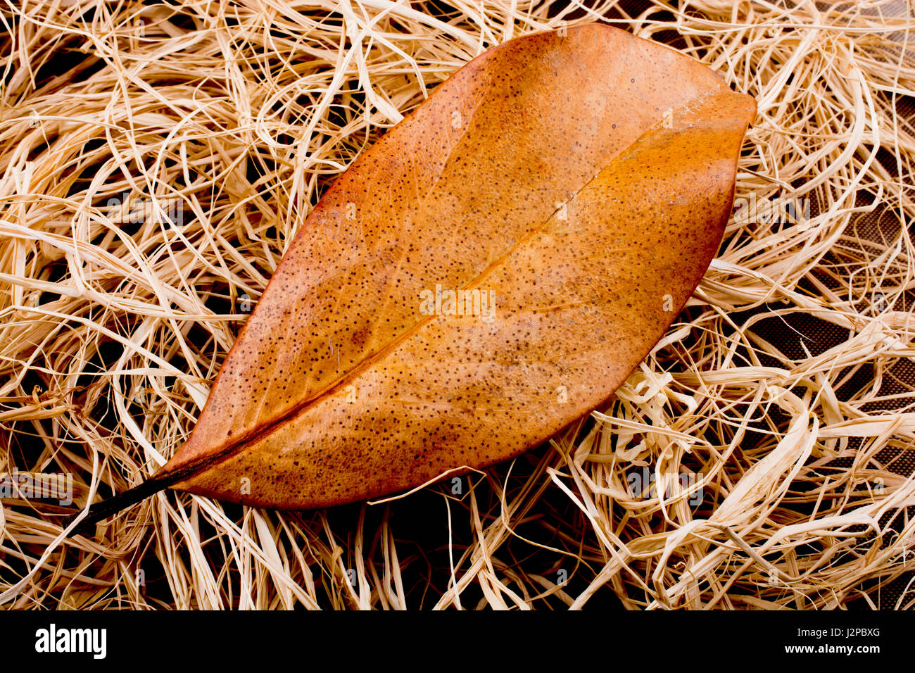Beautiful dry autumn leaf placed on a straw background Stock Photo - Alamy