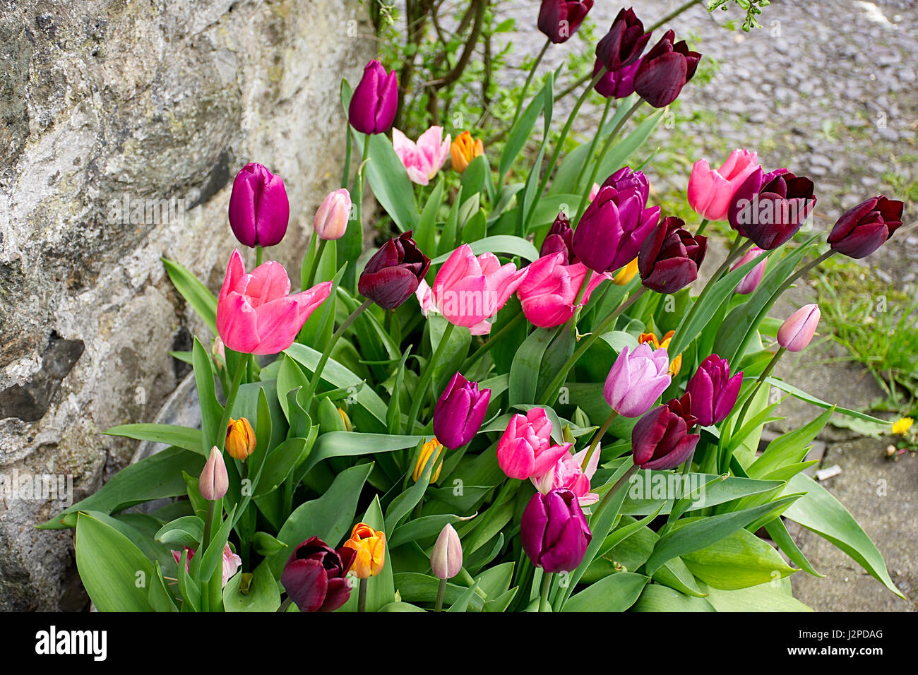 Tulips blooming in home hi-res stock photography and images - Alamy