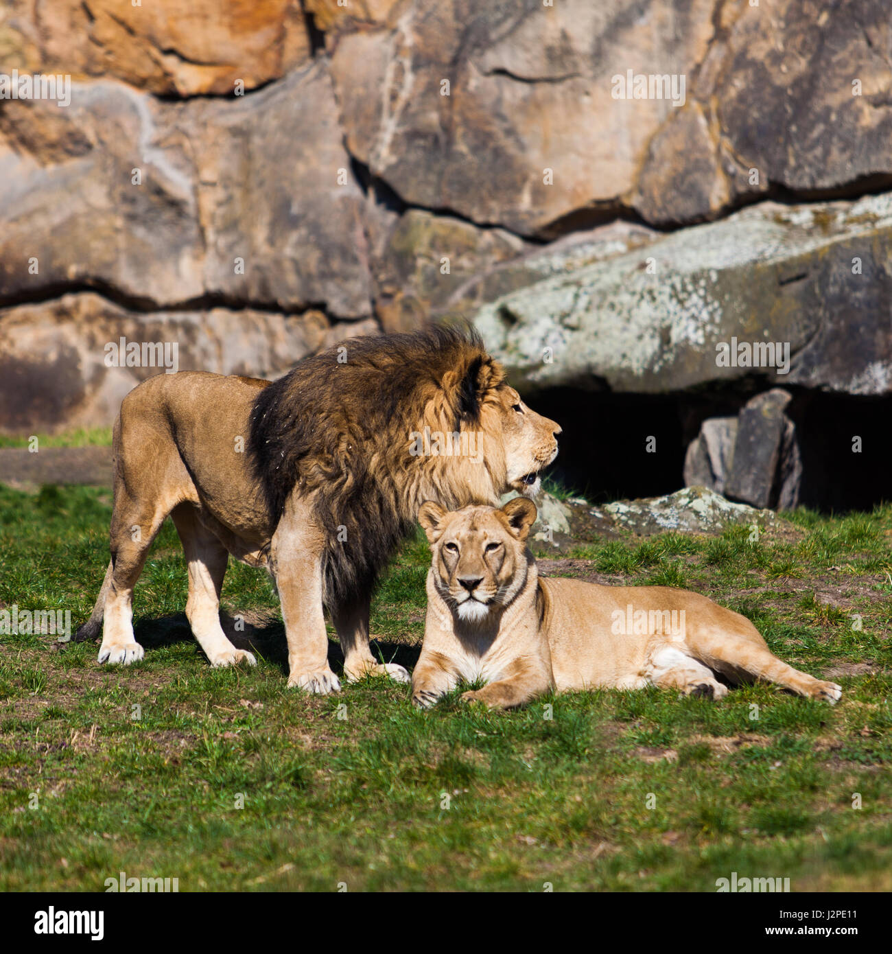 Lion and Lioness. Lion Couple. Male and Female Lions Stock Photo - Alamy