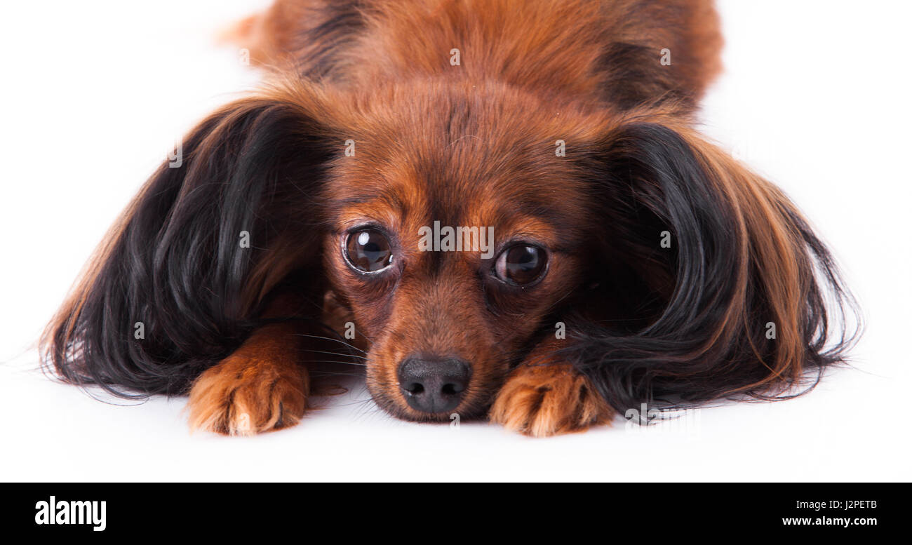russian toy. little dog, small dog Stock Photo - Alamy