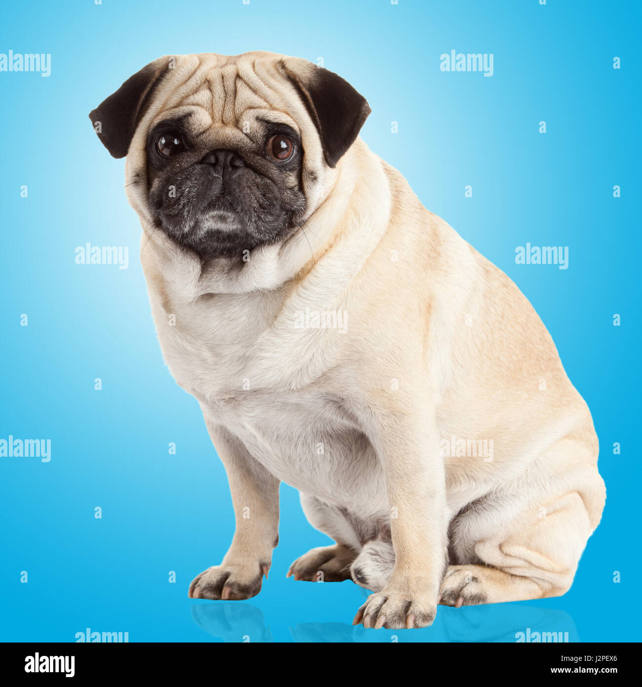 pug dog on a blue background Stock Photo - Alamy