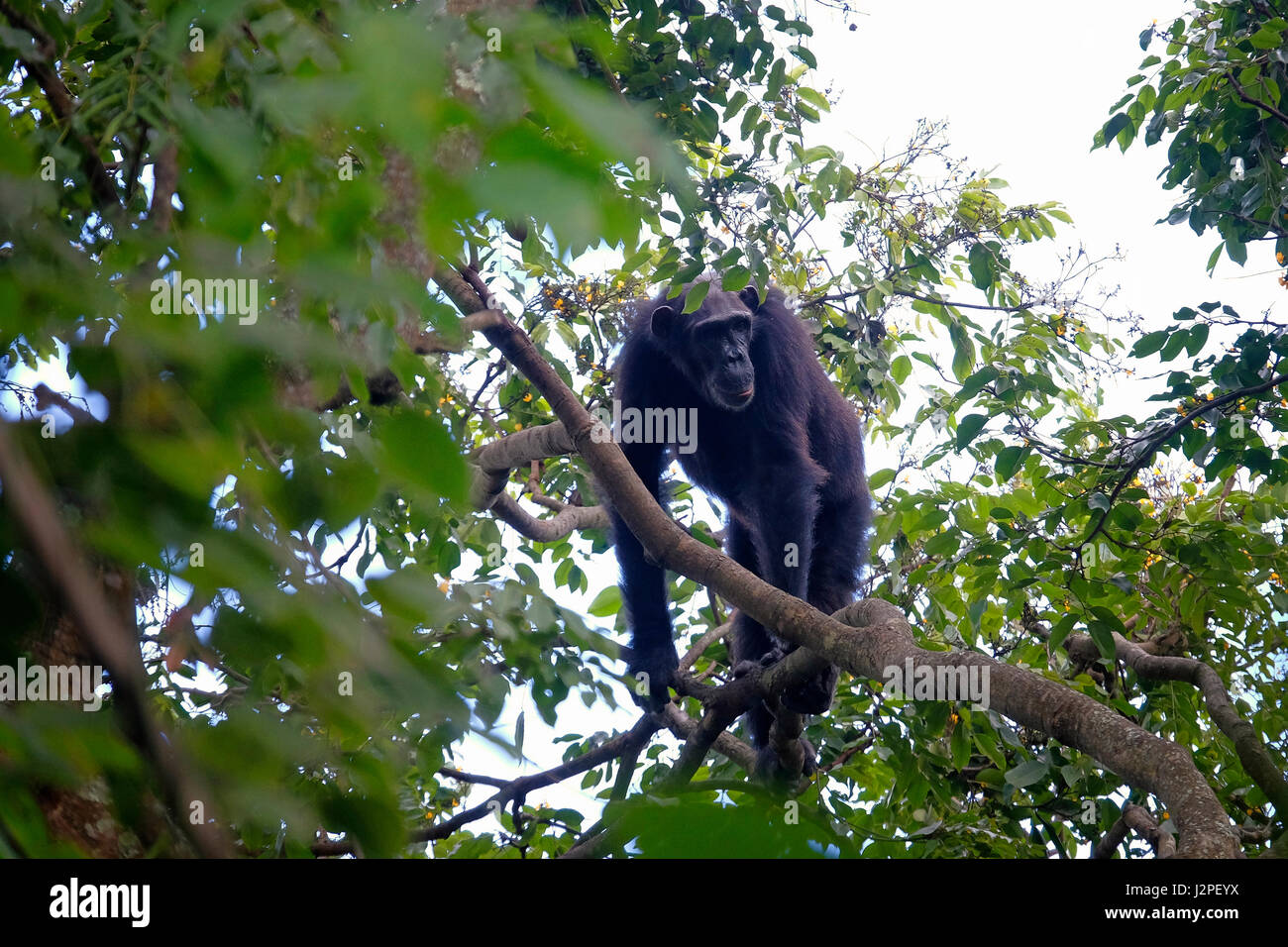 Gombe chimpanzees hi-res stock photography and images - Alamy