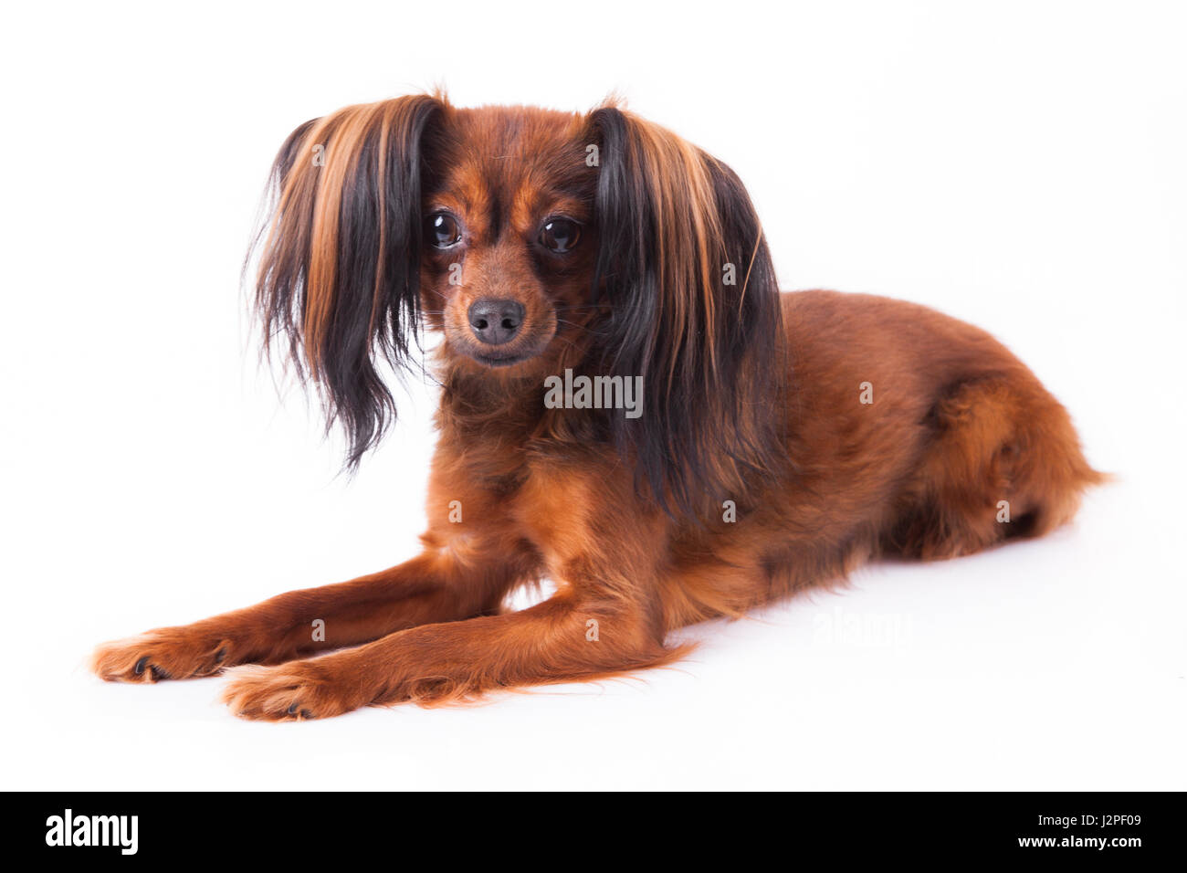 russian toy. little dog, small dog Stock Photo - Alamy