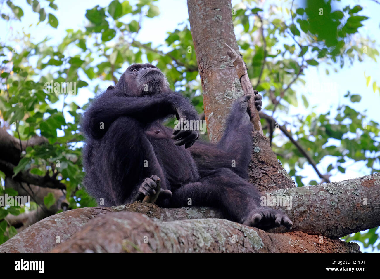 A wild chimpanzee of the Kasakela chimpanzee community is observed in ...