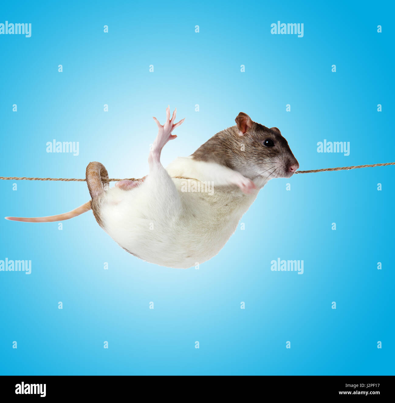 rat clutching at rope on blue background Stock Photo - Alamy