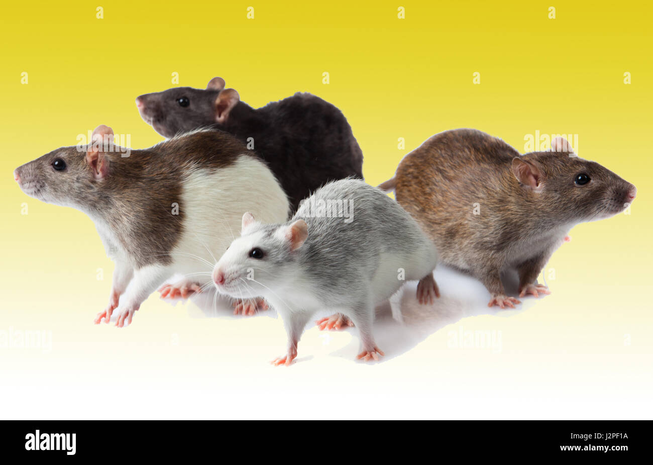 group of rats Stock Photo - Alamy