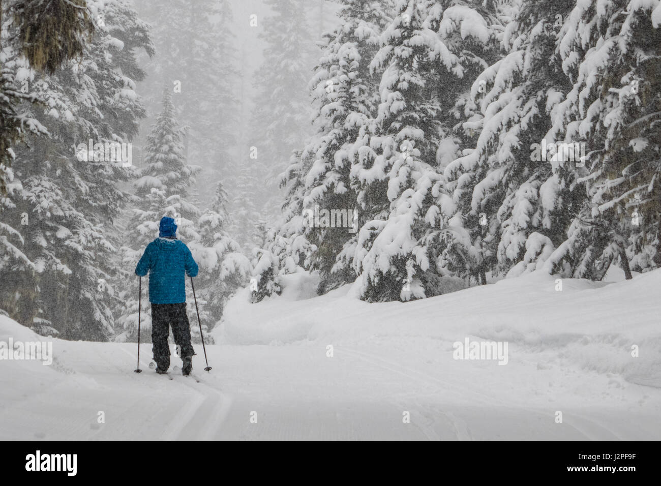 One man skiing by himself in winter snowfall Stock Photo - Alamy