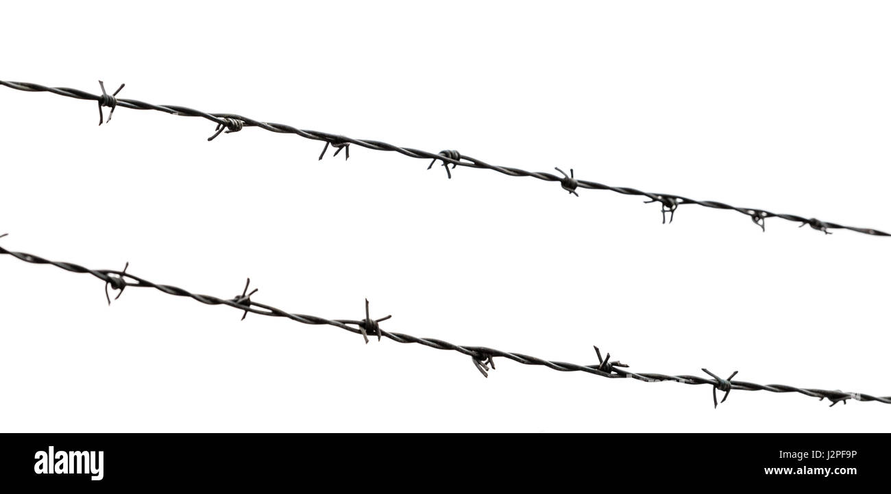 Barbed Wire on a white background Stock Photo - Alamy