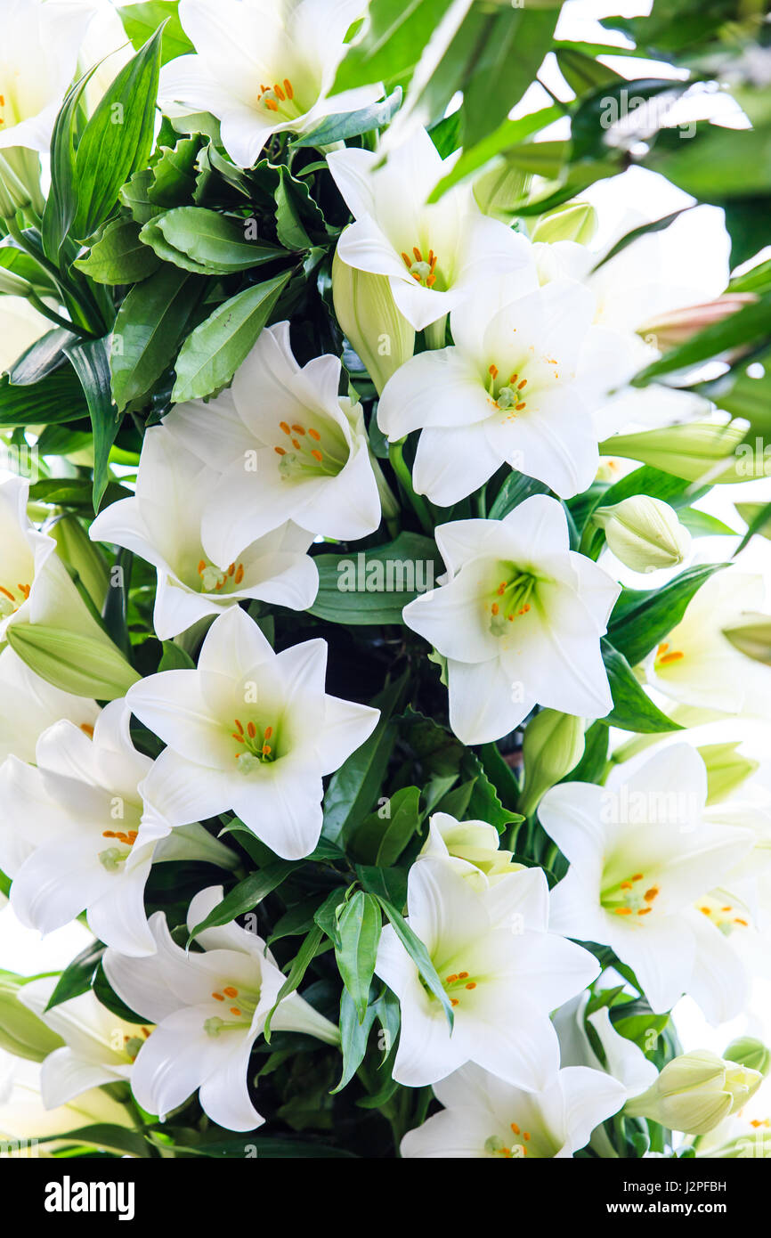 white lily. beautiful flowers Stock Photo - Alamy
