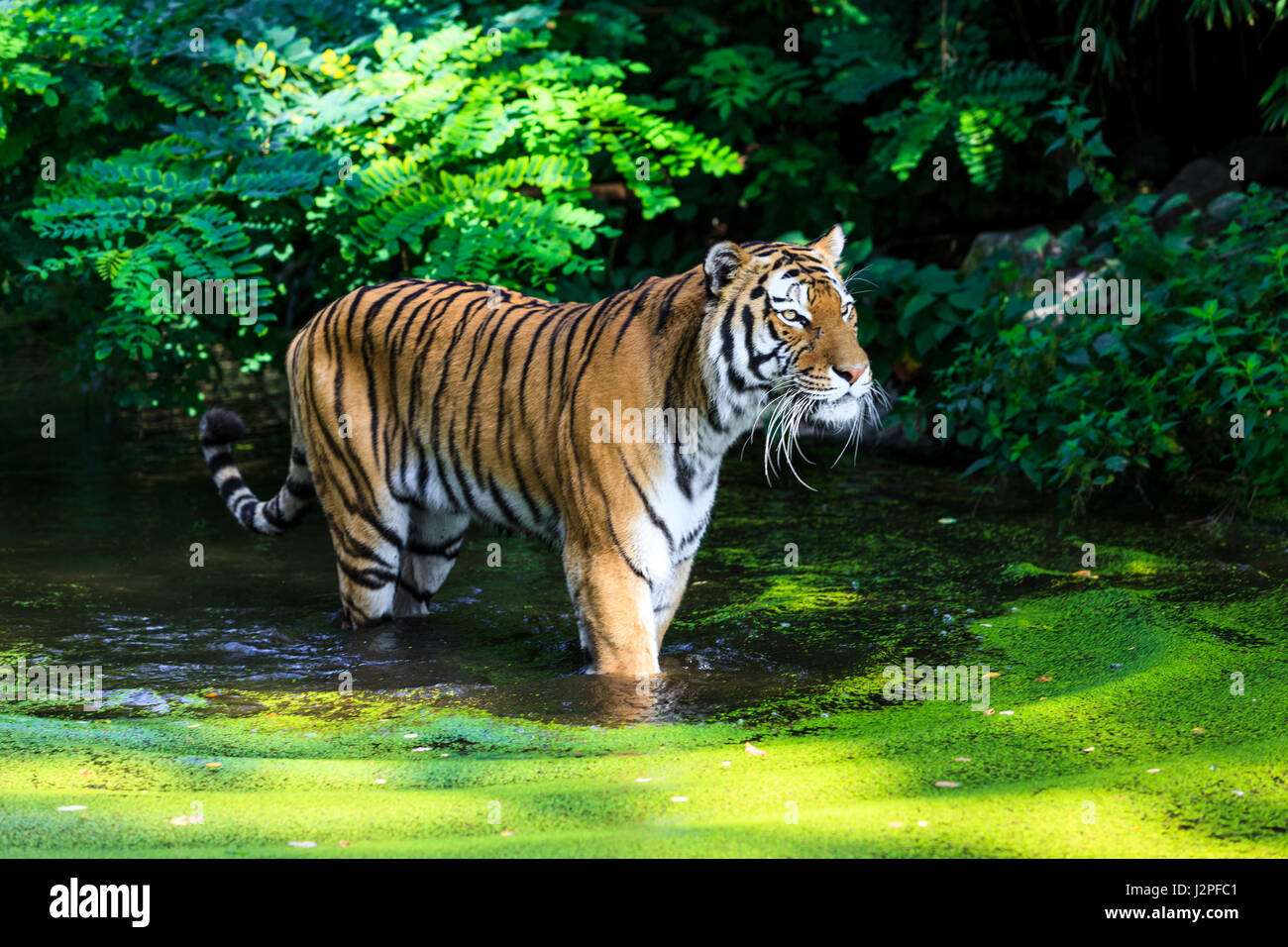Tiger in water Stock Photo - Alamy