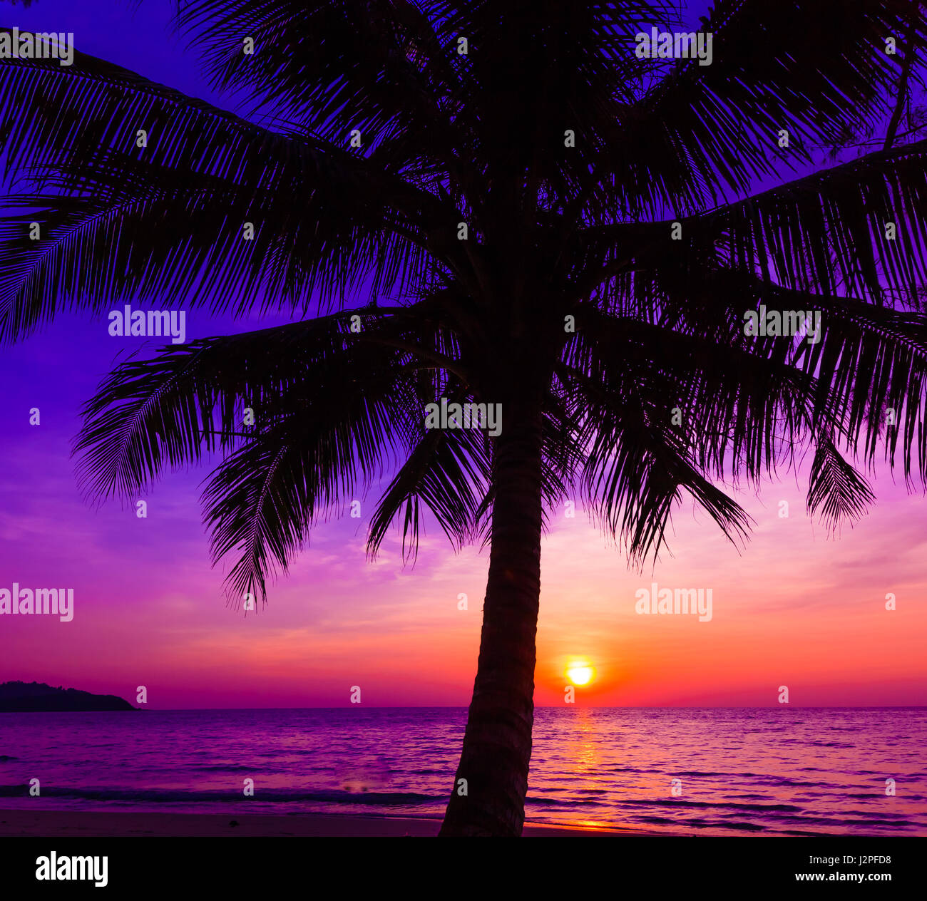Beautiful sunset. Sunset over the ocean with tropical palm trees ...