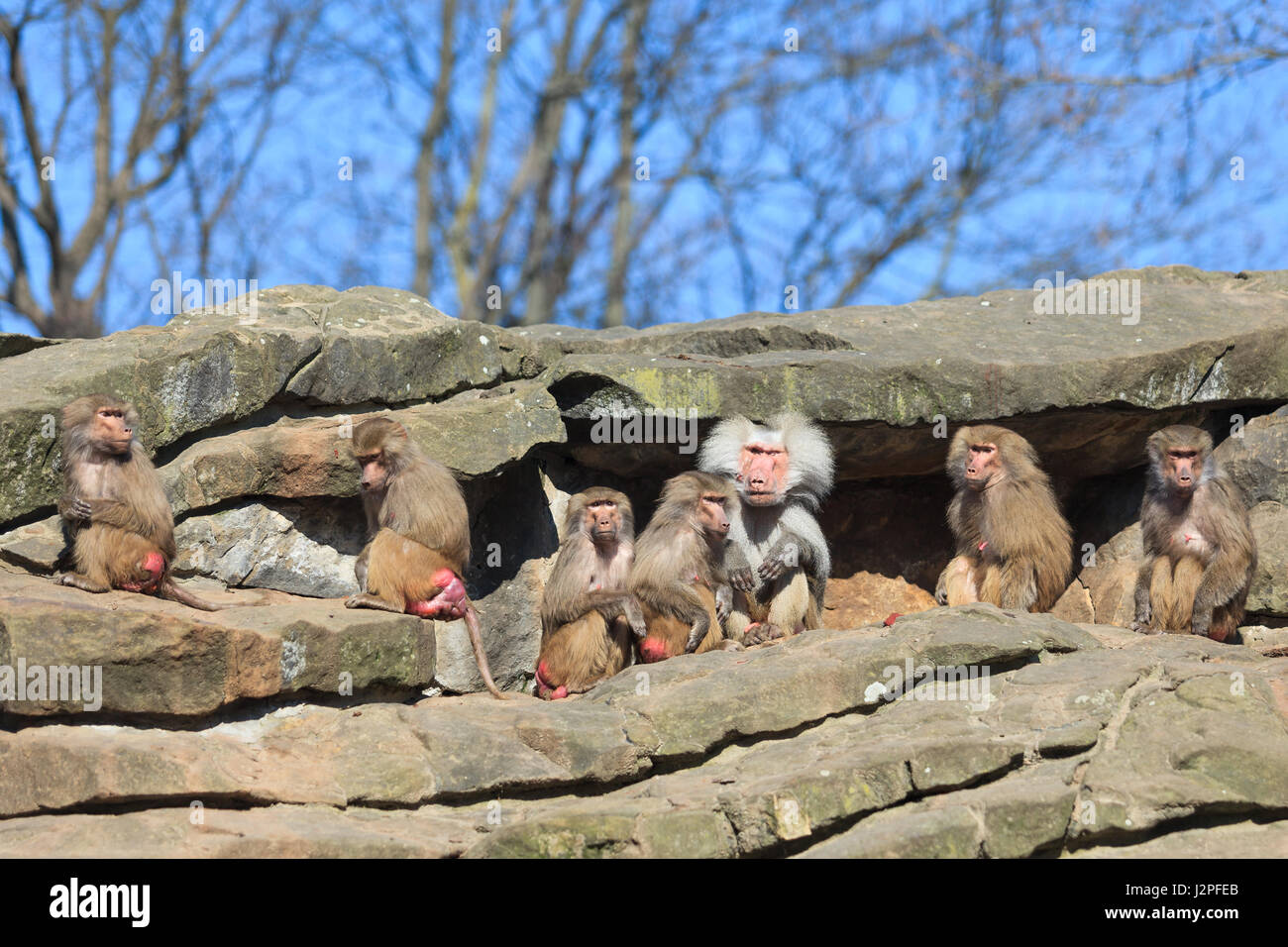 Monkey playing computer hi-res stock photography and images - Alamy