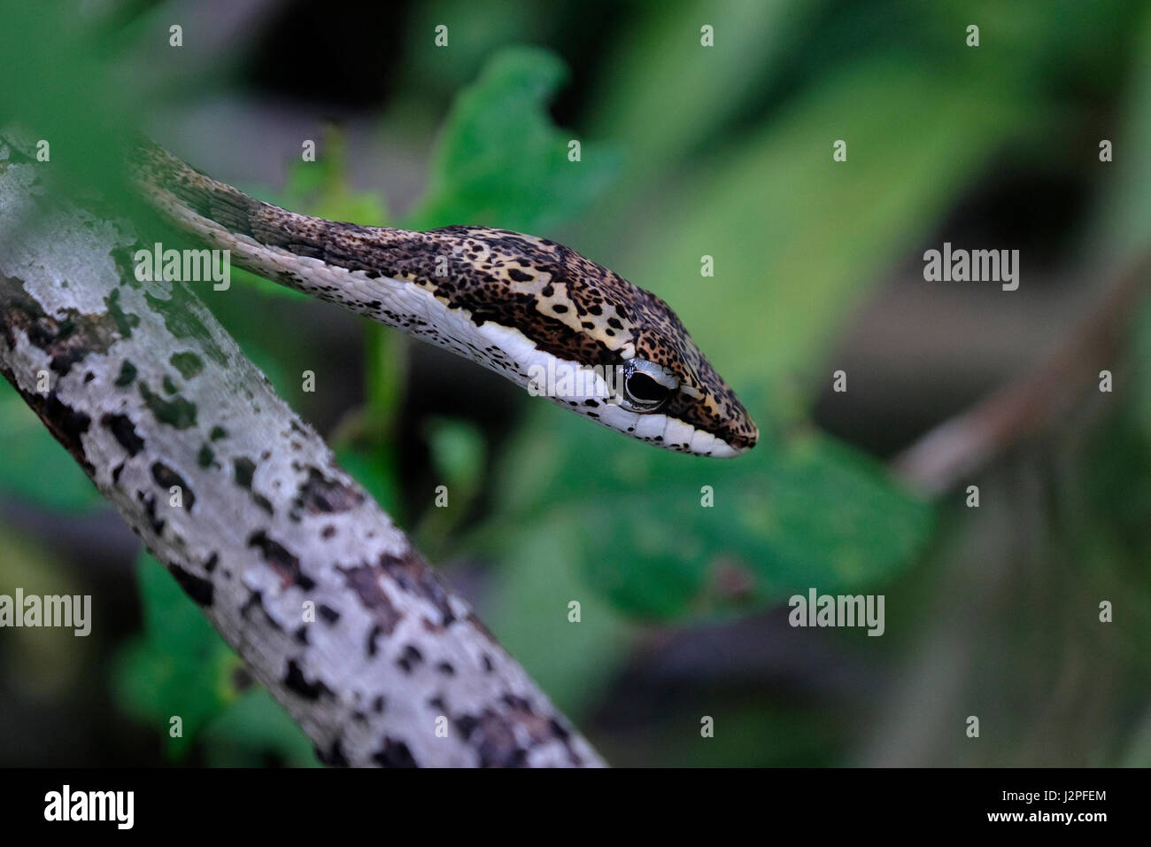 A twig snake (genus Thelotornis), also commonly known as bird snake or ...