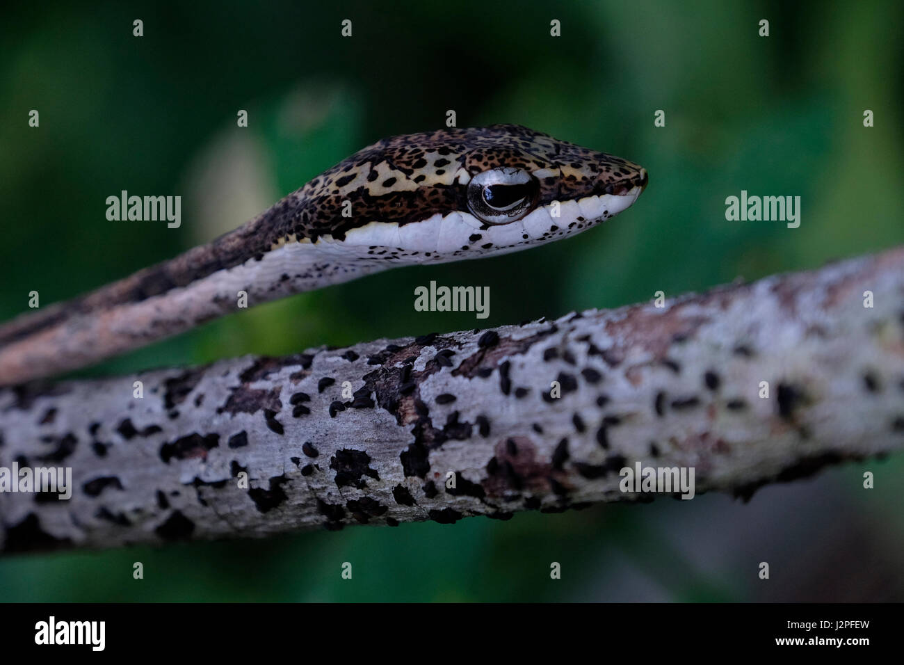 A twig snake (genus Thelotornis), also commonly known as bird snake or ...