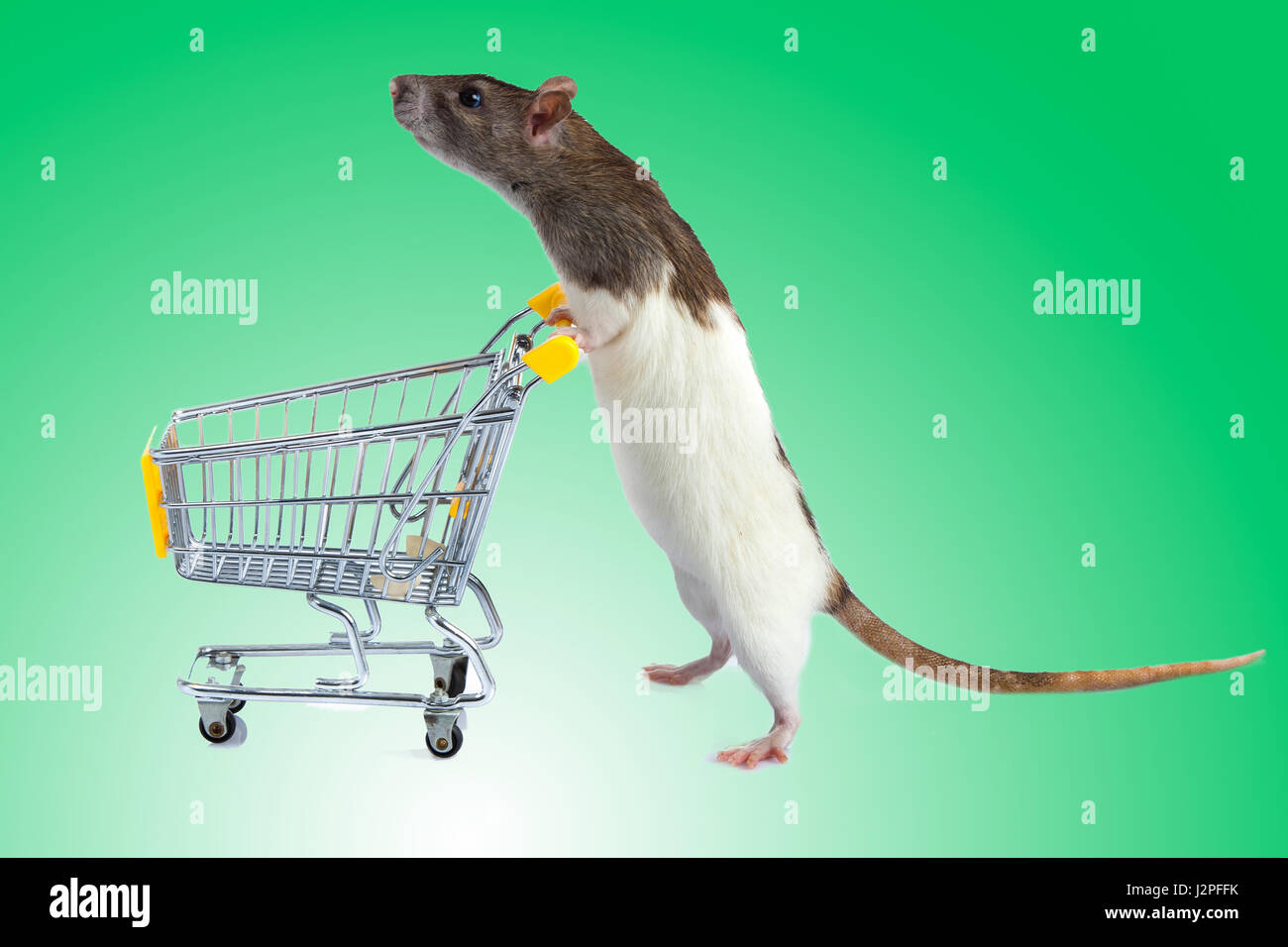 Rat with shopping cart on green background. concept for pet shop. rat ...