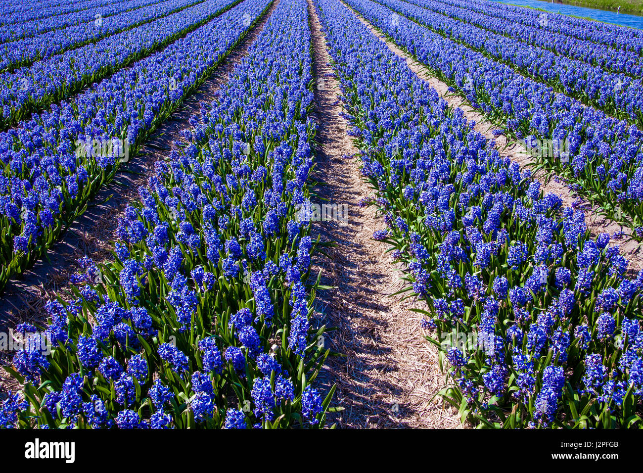 Dutch bulb industry hi-res stock photography and images - Alamy