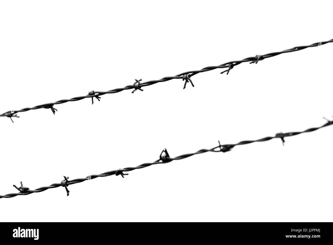 Barbed Wire on a white background Stock Photo - Alamy