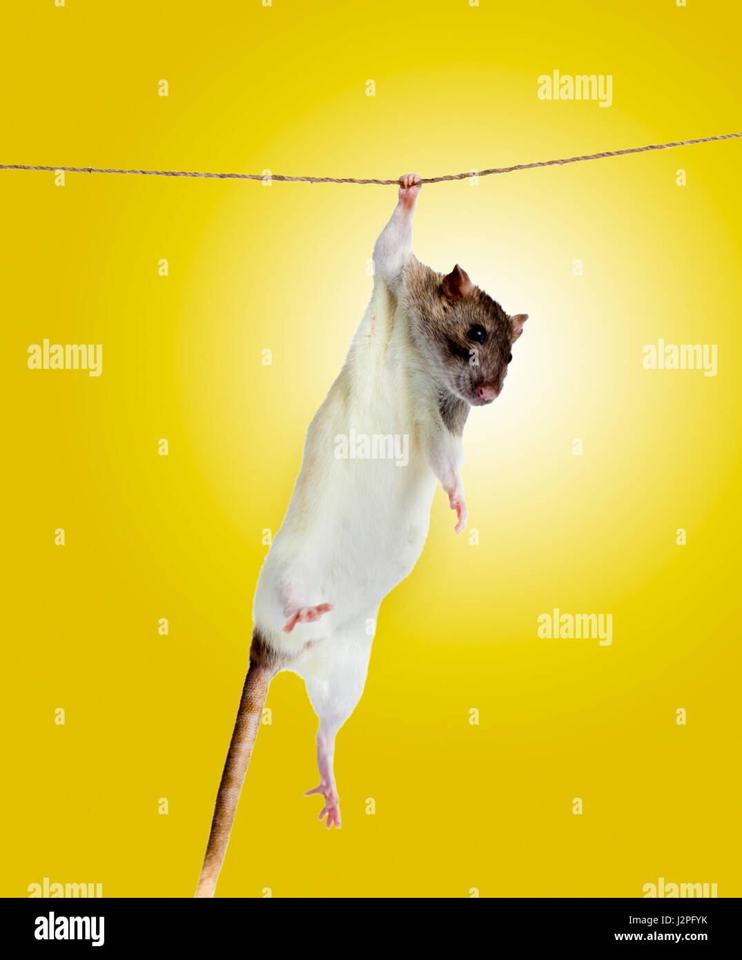 funny little rat on rope Stock Photo - Alamy