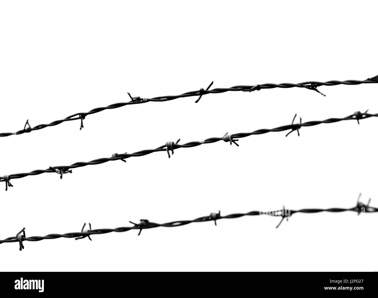Barbed Wire on a white background Stock Photo - Alamy