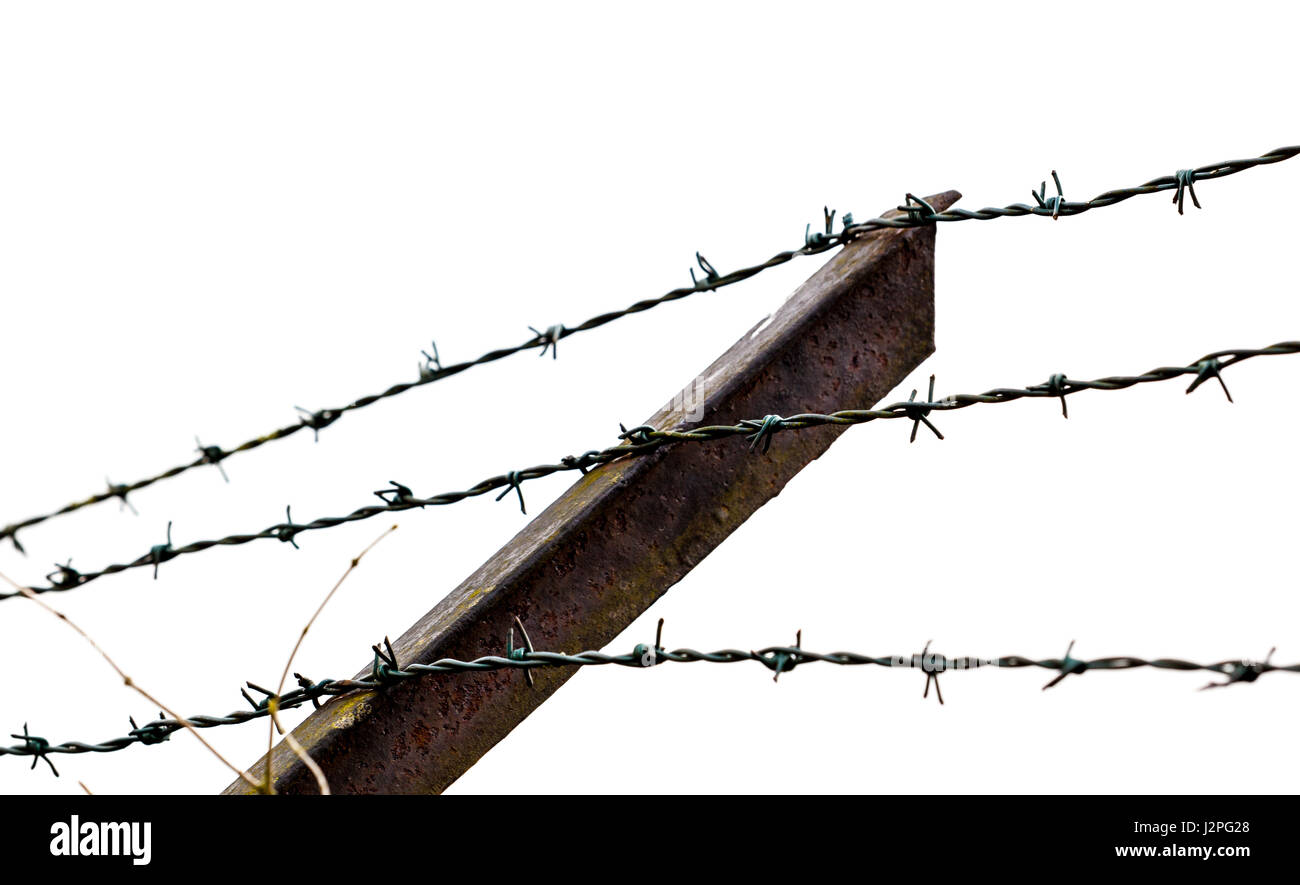 Barbed Wire on a white background Stock Photo - Alamy