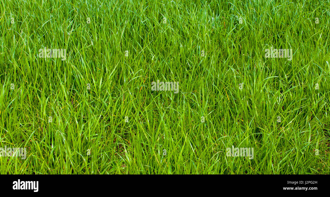 Beautiful green grass. Grass background. Green grass texture Stock ...
