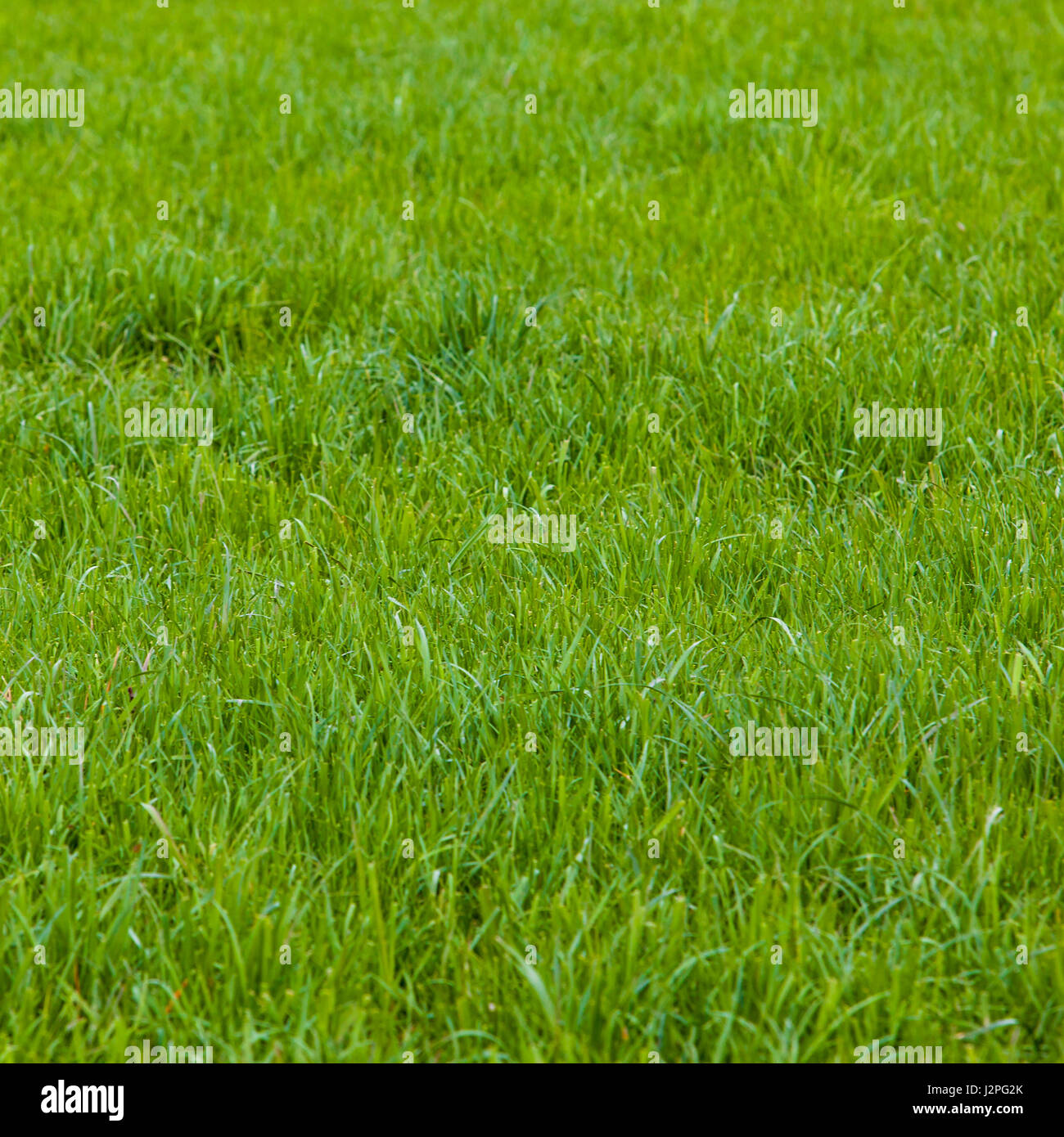 Beautiful green grass. Grass background. Green grass texture Stock ...