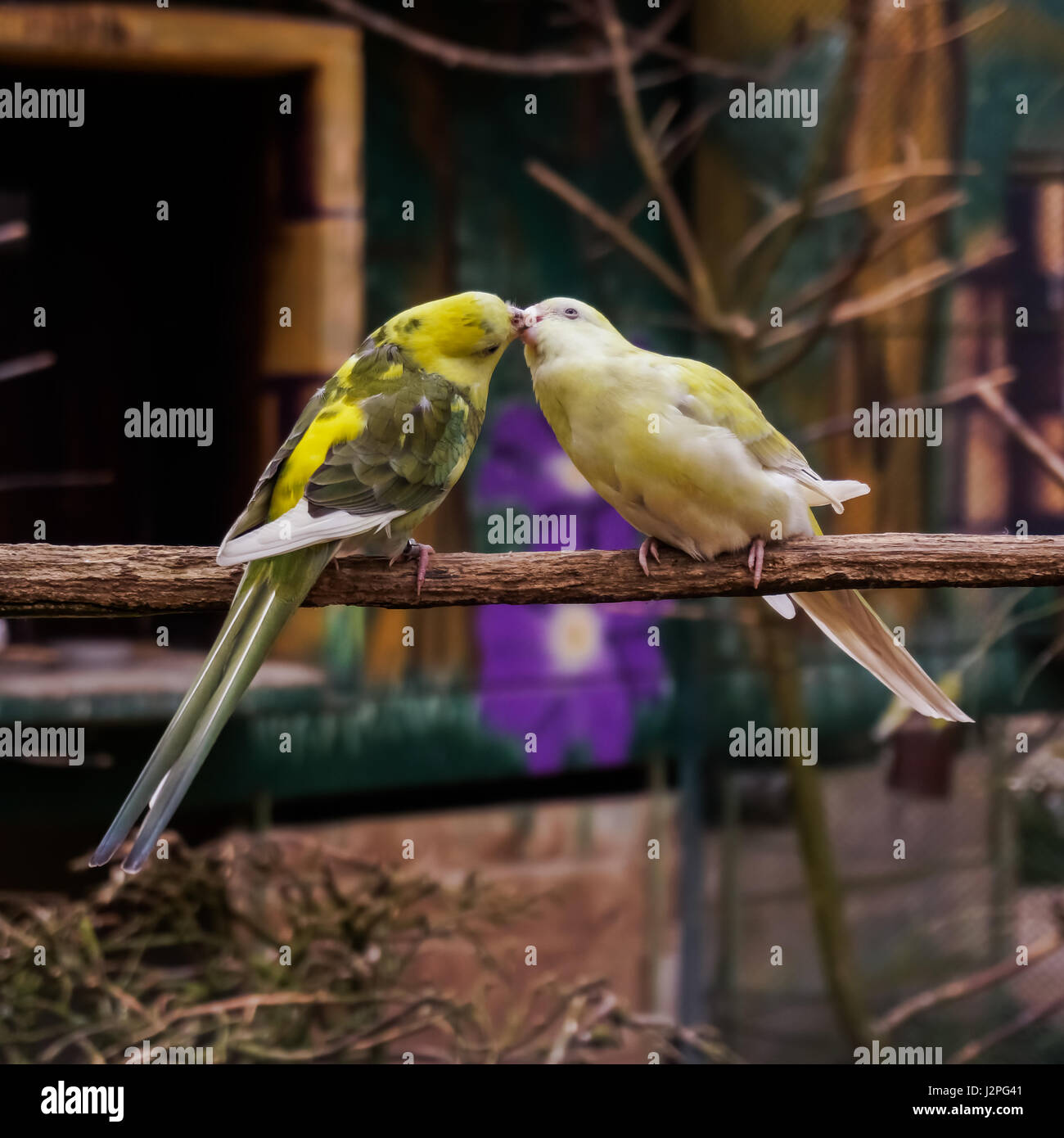 Small parrots hi-res stock photography and images - Alamy