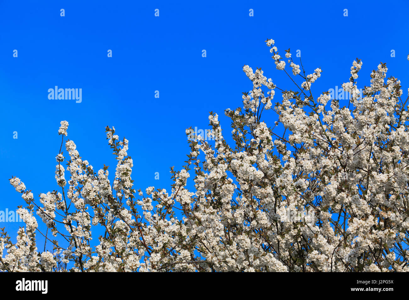 blossoming tree in spring Stock Photo - Alamy