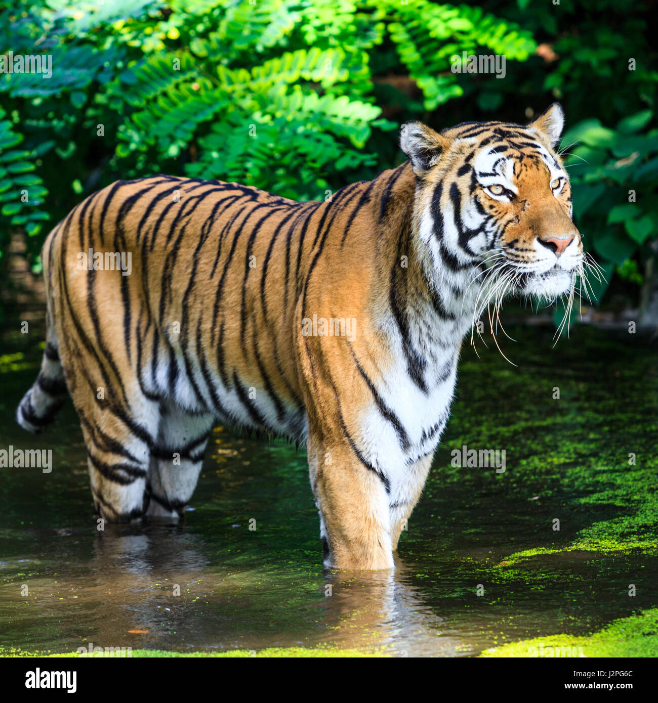 Tiger in water Stock Photo - Alamy