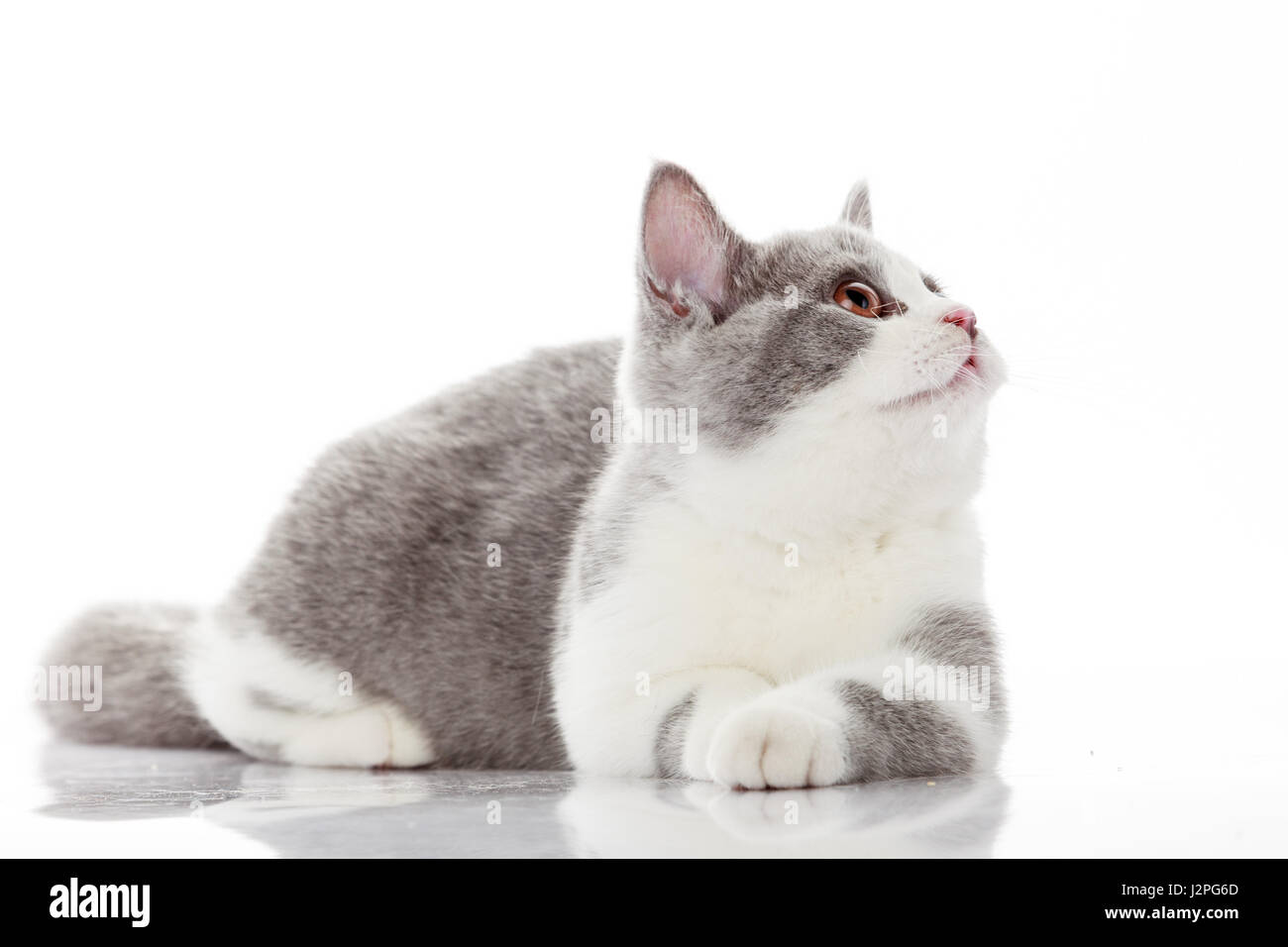 little kitten. beautiful cat Stock Photo - Alamy