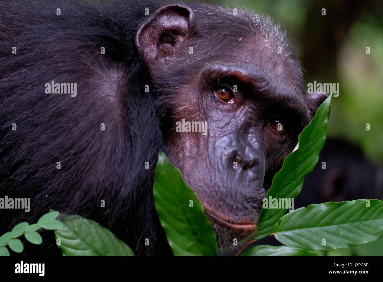 Gombe chimpanzees hi-res stock photography and images - Alamy