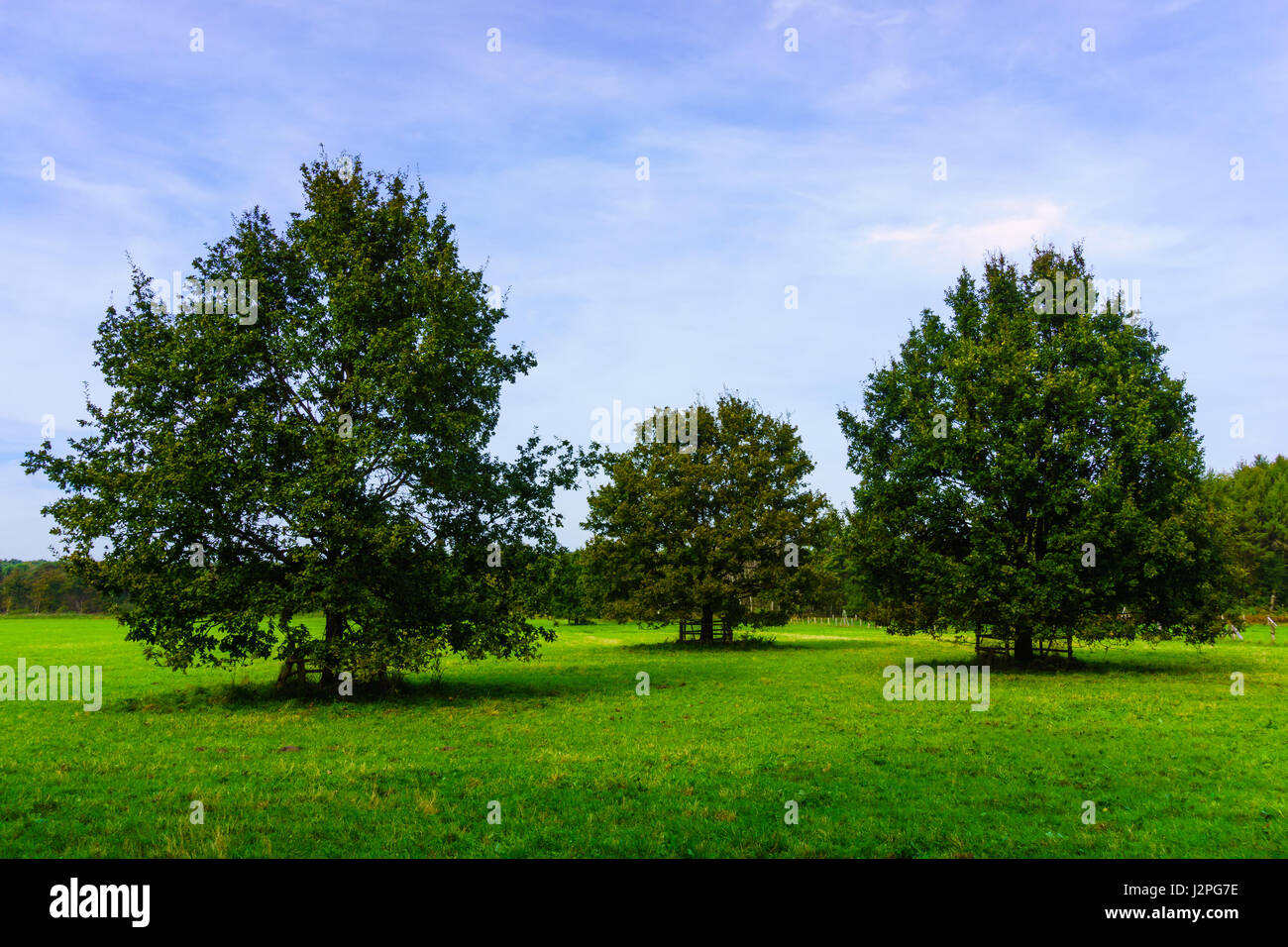 meadow with big oak tree Stock Photo - Alamy