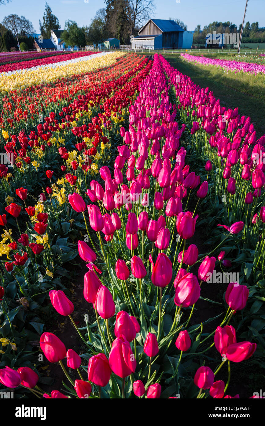 Beautiful rows of flowers at a tulip farm Stock Photo - Alamy