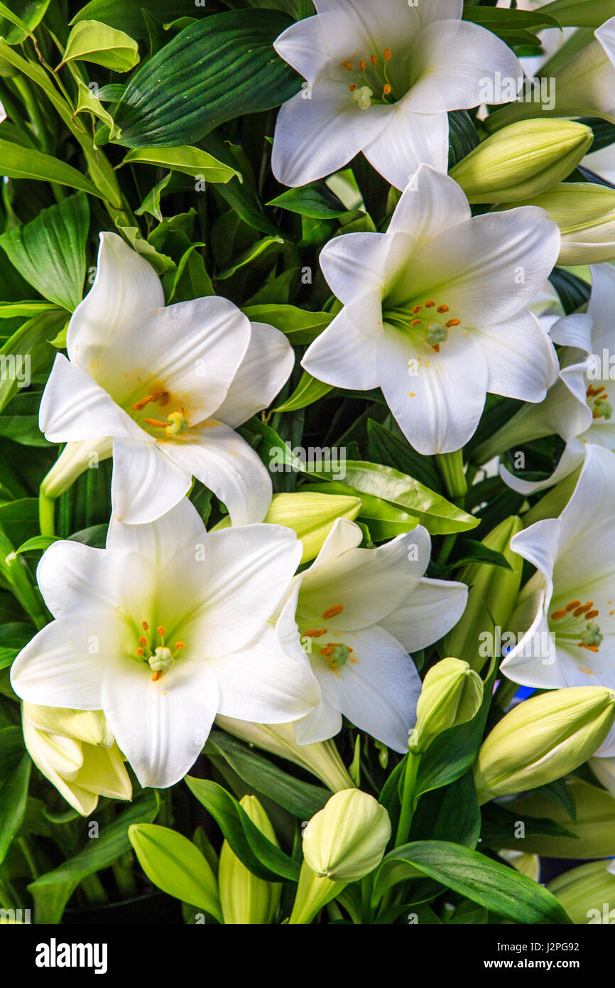 white lily. beautiful flowers Stock Photo - Alamy