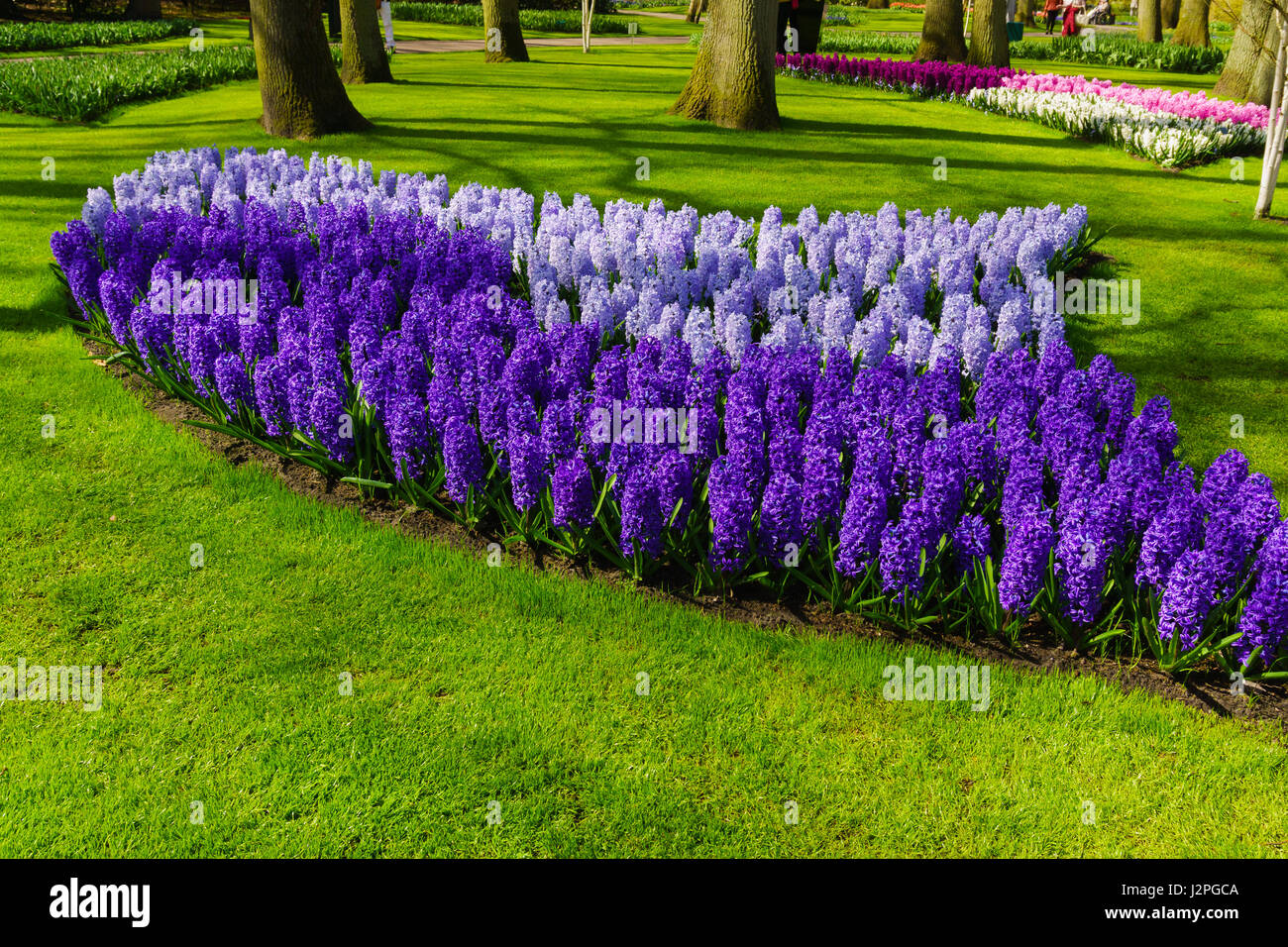 Beautiful garden. Park in The Spring. Spring landscape Stock Photo - Alamy
