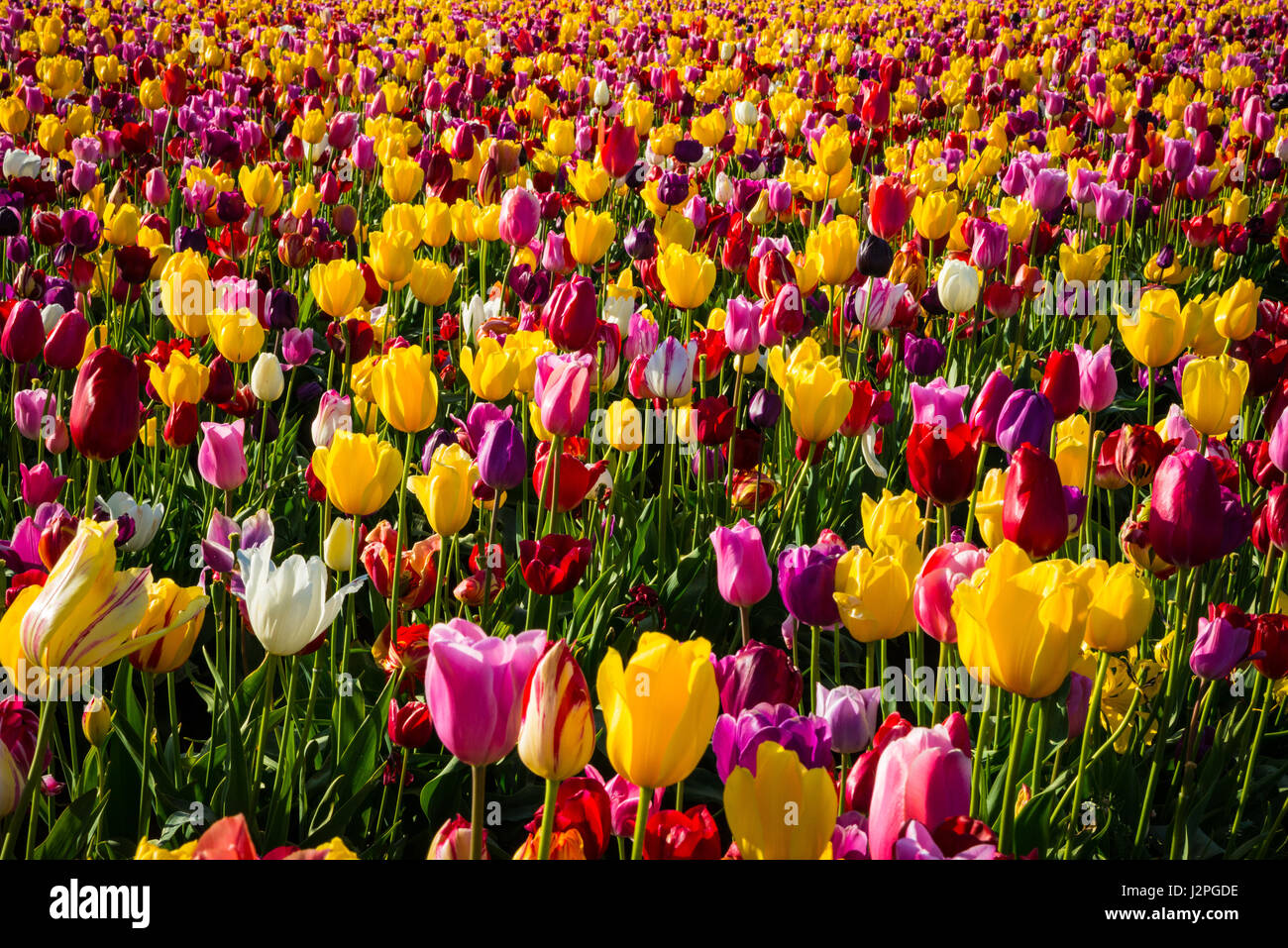 Beautiful rows of flowers at a tulip farm Stock Photo - Alamy