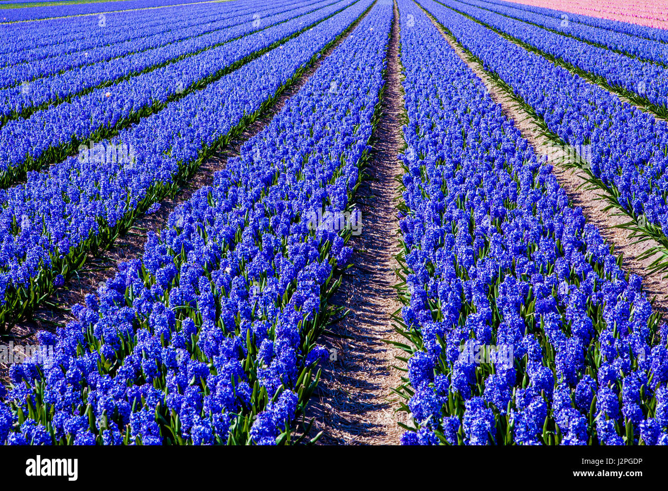 Beautiful Dutch hyacinth field. Spring flowers Stock Photo - Alamy