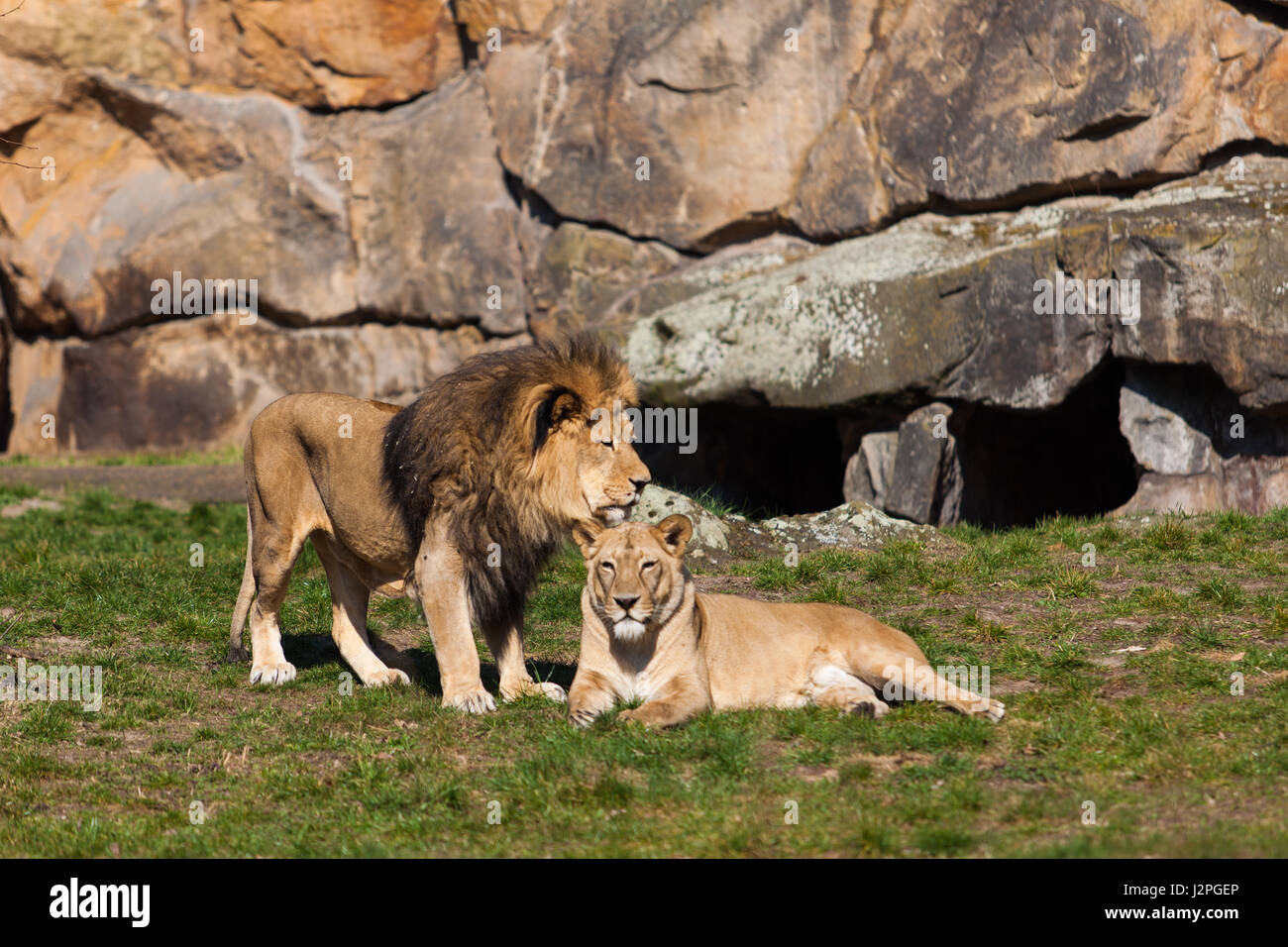 Lion and Lioness. Lion Couple. Male and Female Lions Stock Photo - Alamy