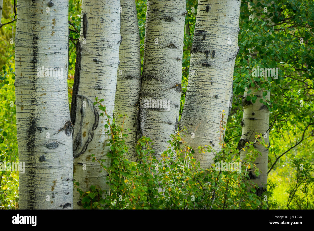 Scarred trees hi-res stock photography and images - Alamy