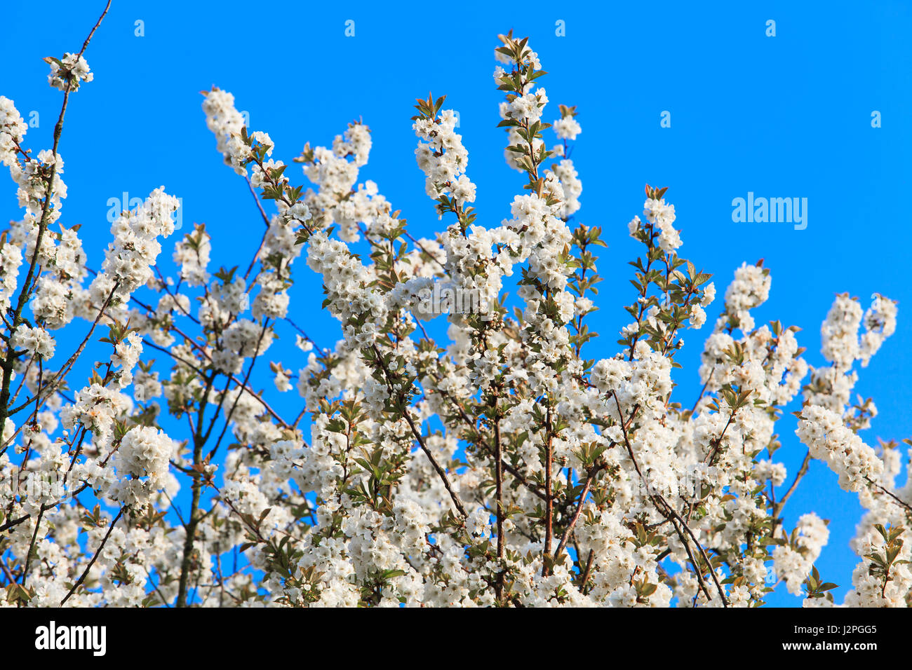 blossoming tree in spring Stock Photo - Alamy