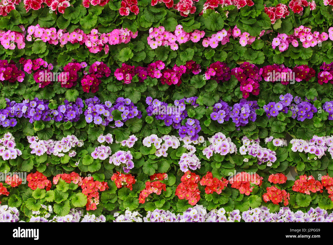 Spring flower. flower background Stock Photo - Alamy