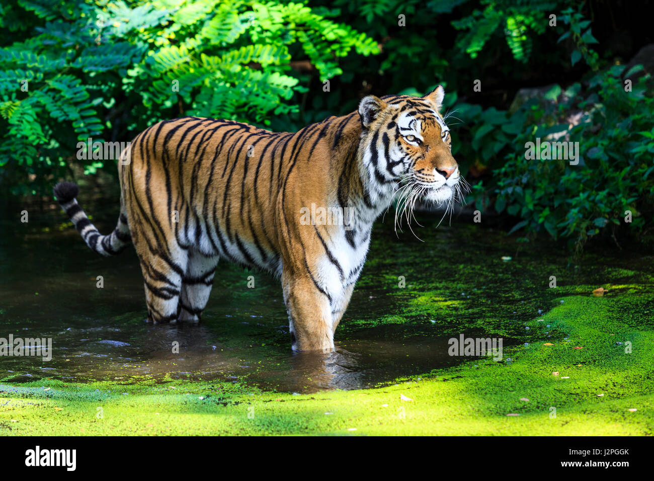 Tiger in water Stock Photo - Alamy