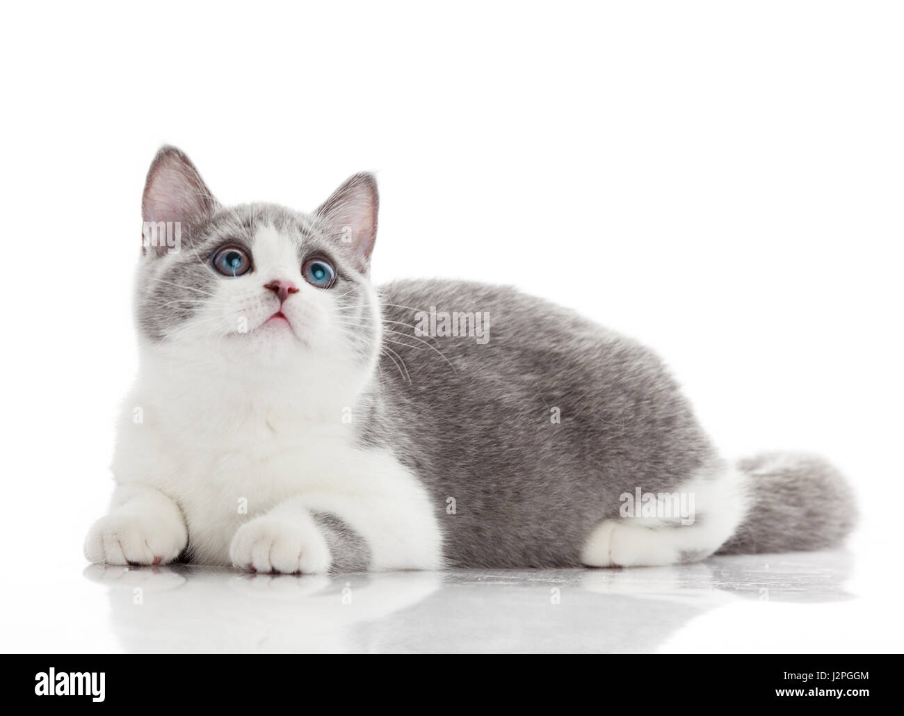 little kitten. beautiful cat Stock Photo - Alamy