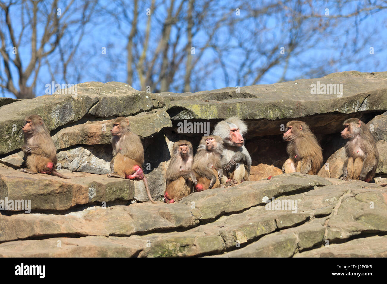 Pavian baby hi-res stock photography and images - Alamy