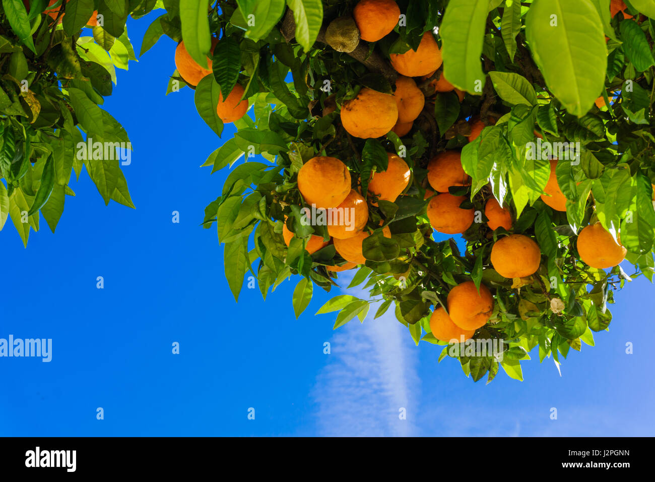oranges hanging tree. mandarin oranges. Juicy oranges on the tree on ...