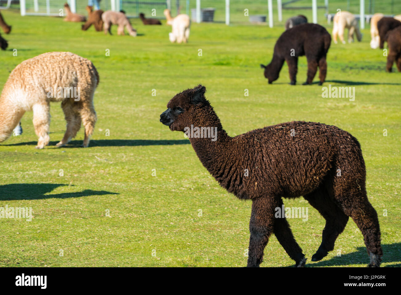 Alpaca herd grazing green grass on a ranch Stock Photo - Alamy