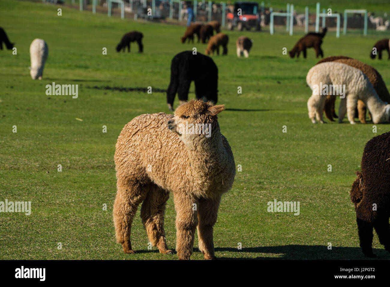 Alpaca herd grazing green grass on a ranch Stock Photo - Alamy