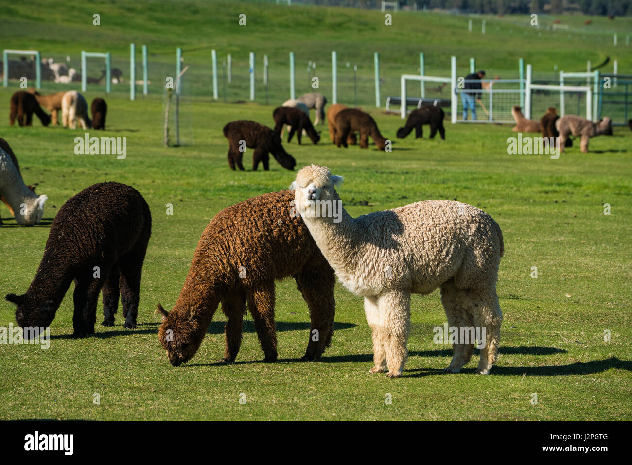 Alpaca herd grazing green grass on a ranch Stock Photo - Alamy